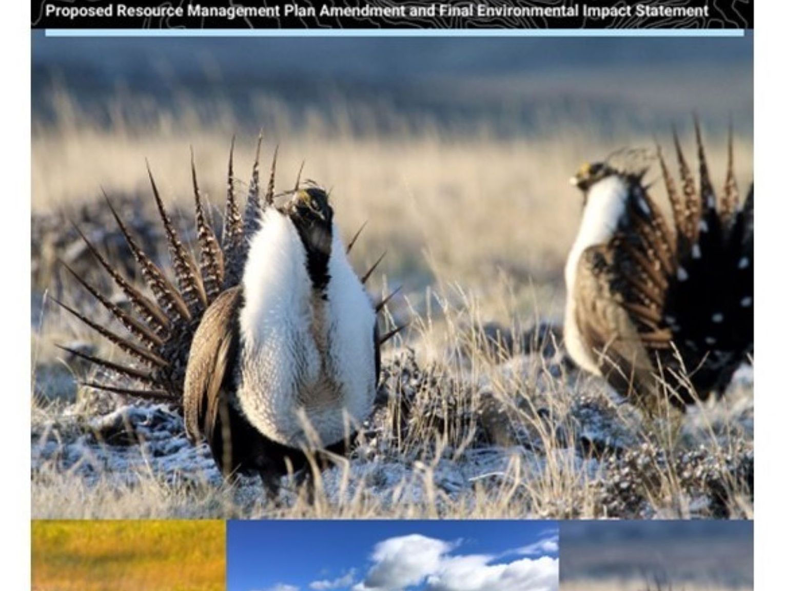 BLM Releases Updated Sage Grouse Plan
